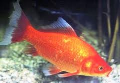 Il giardino delle Naiadi: CARASSIUS AURATUS : PESCE ROSSO PER GLI AMICI!!!!