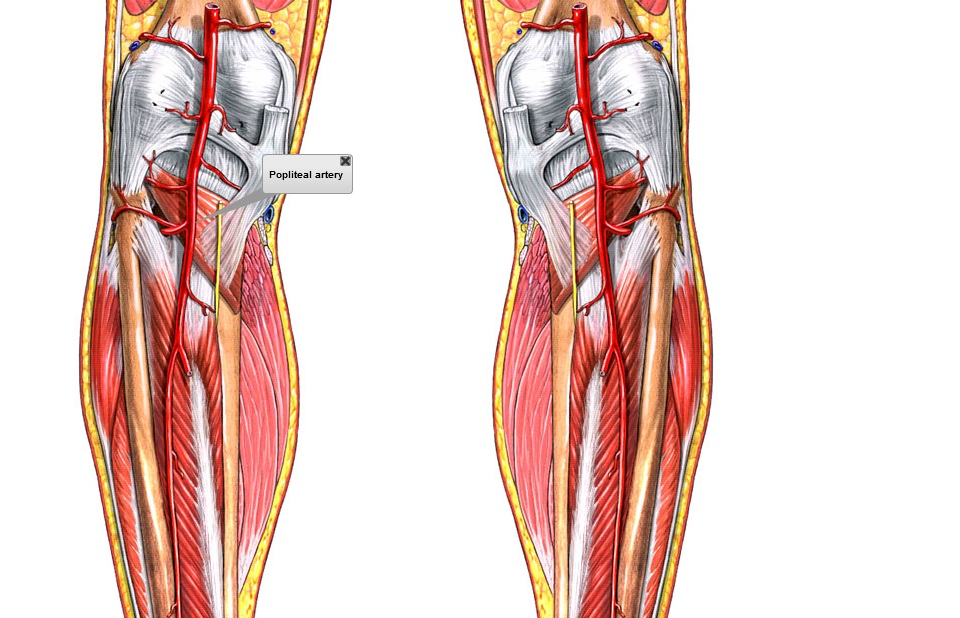 Arteria Poplitea