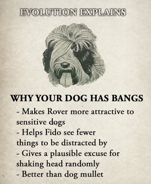 Progressive Charlestown: Why dogs have bangs Progressive Charlestown: Why dogs have bangs