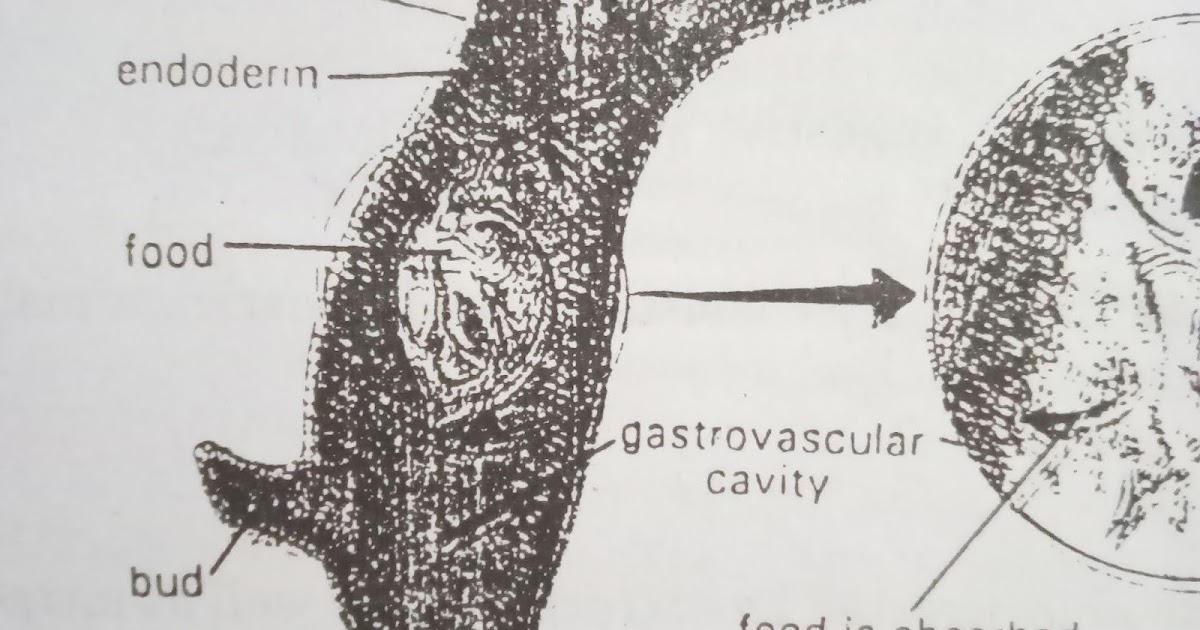 DIGESTION IN HYDRA SYSTEM