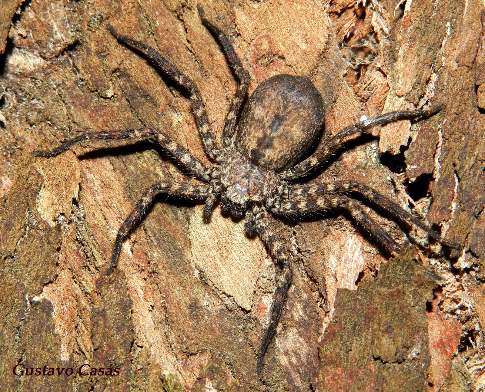 ARACNIDOS: Selenops spixi.