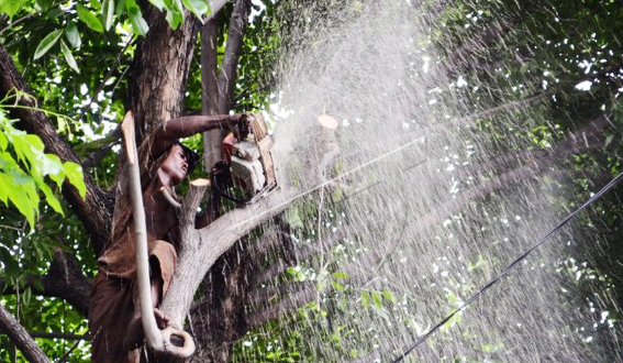 Jasa Tebang Pohon Bandung: Jasa Tebang Pohon Praktis di Lengkong Bandung