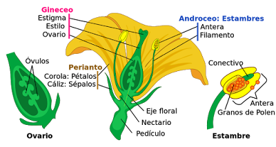Blog del Centro Escolar "Clarisa Cárdenas": Quinta Unidad Los seres ...