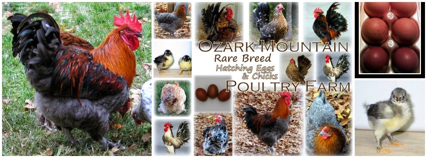 Ozark Mountain Poultry Farm: Malaysian Seramas, the Most Sought After ...