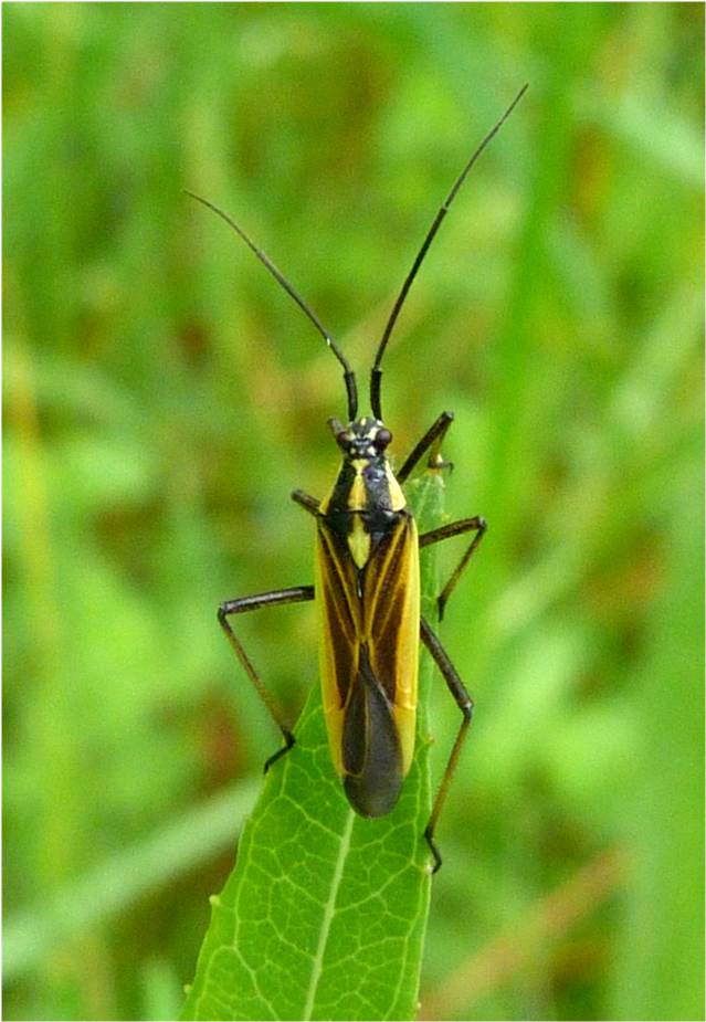 Insects of Scotland: True Bugs