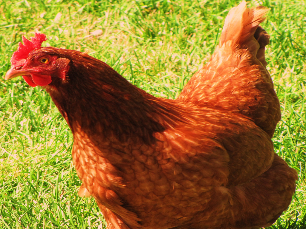 New Hampshire Chicken | Modern Farming Methods