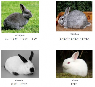 Resumo: Alelos Múltiplos ou Polialeleia | Bio Nota 10