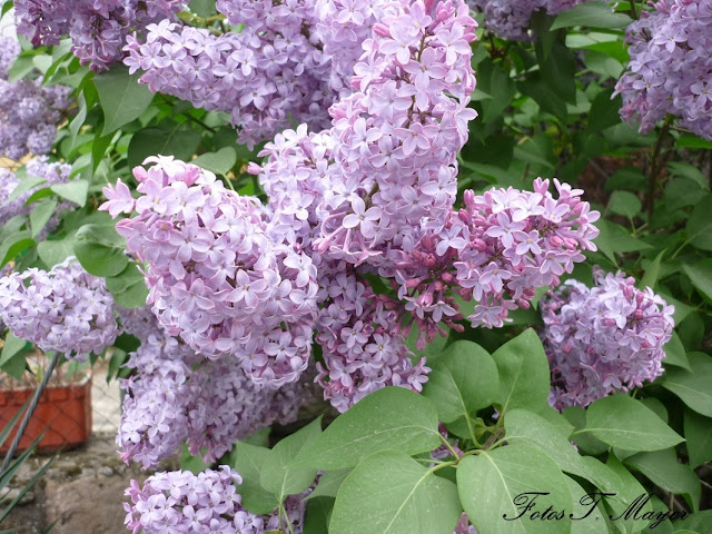 Flores y plantas silvestres: " Syringa vulgaris ". Lilo, Lila.