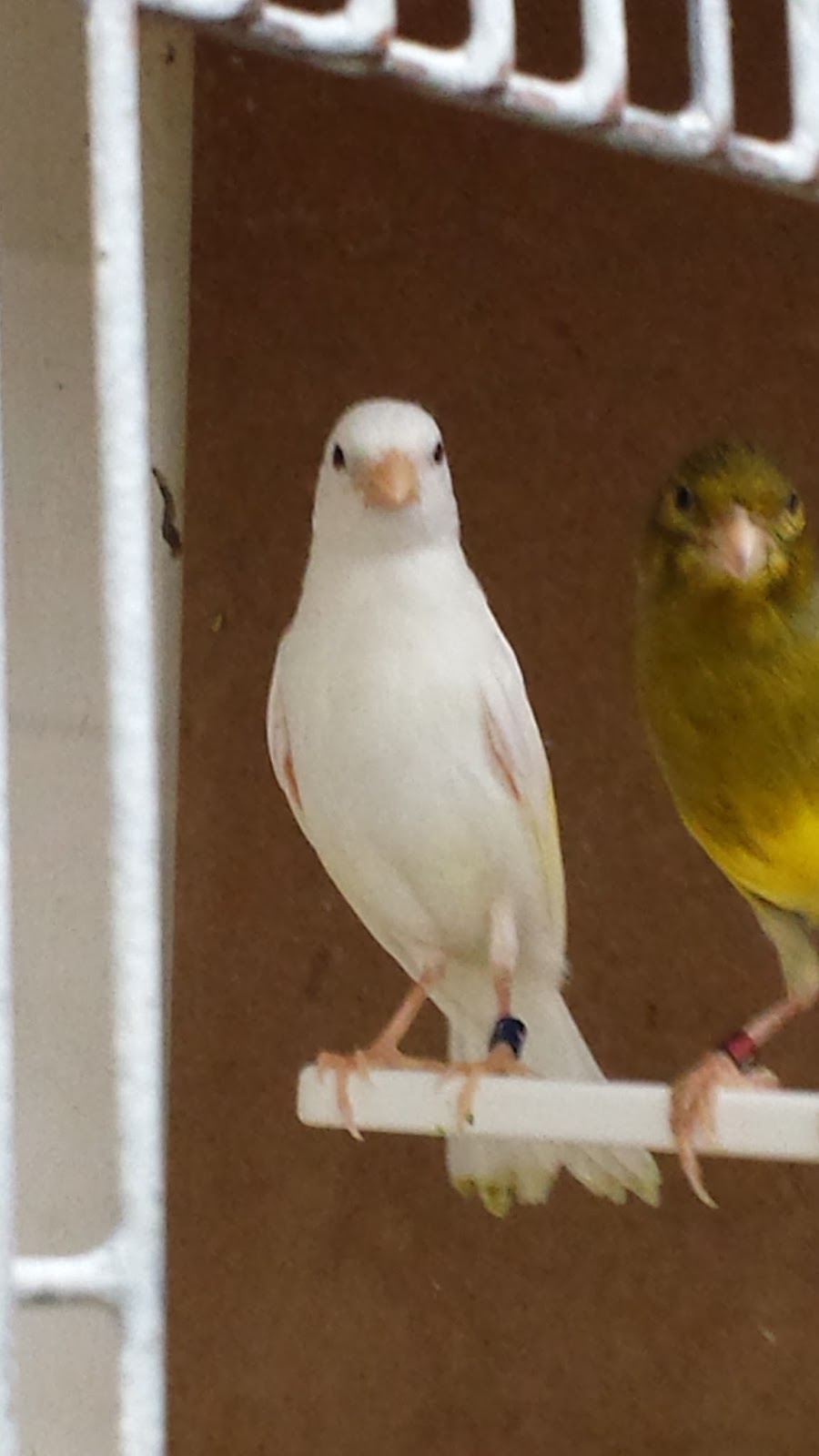 Canary Tales: Great Expectations - Irish Fancy