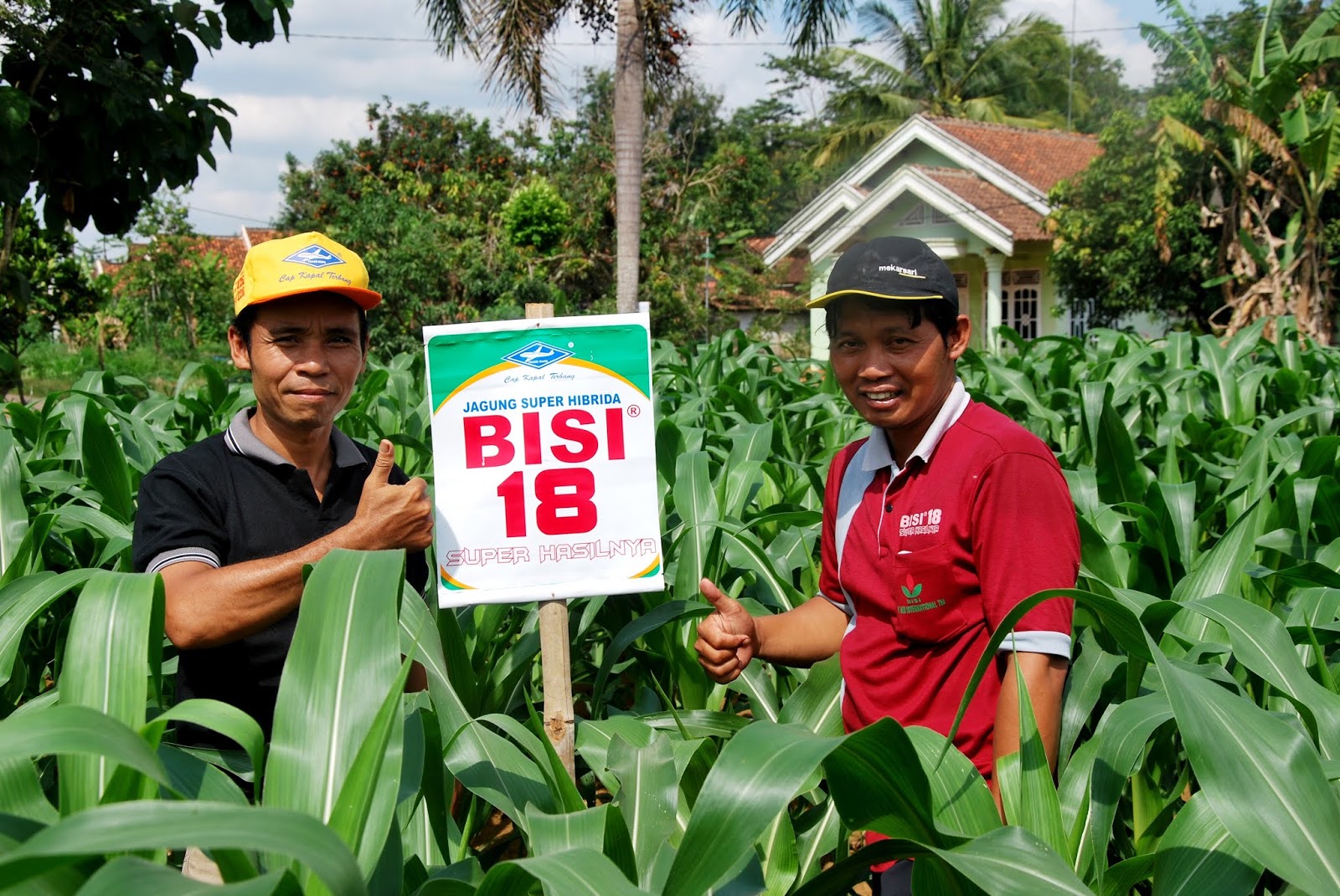 Jagung BISI 18 selalu disuka petani karena produksinya ~ Suarasindangsari