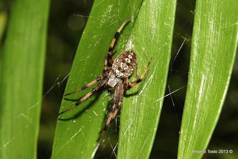 Dominican Spiders: Araneidae