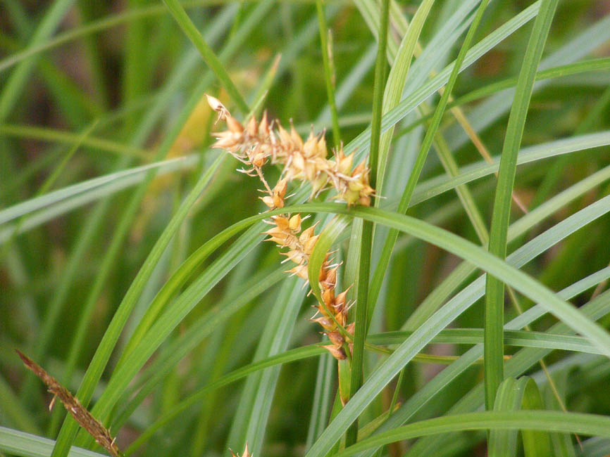 Loire Valley Nature: Sedges - Carex spp