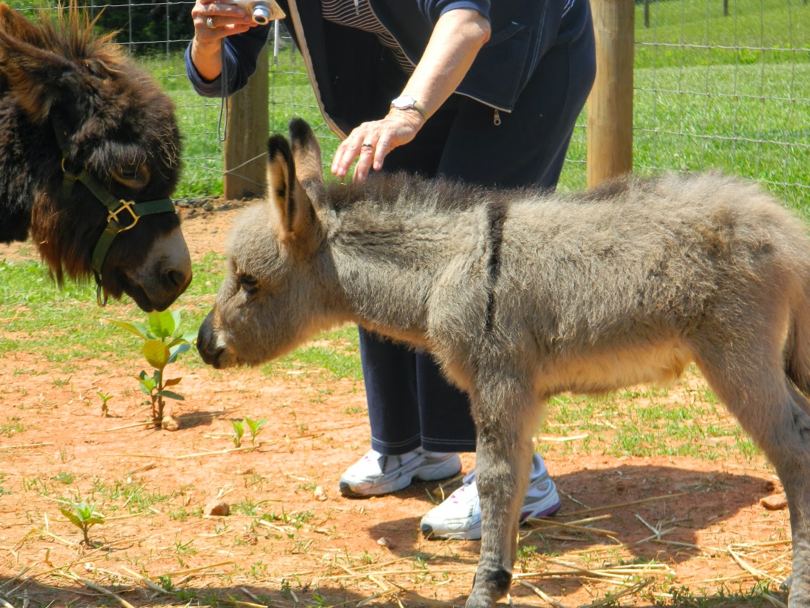 Hand Raising a Miniature Donkey Foal