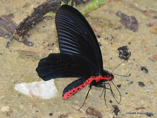 The Forested Path (and Beyond): BUTTERFLIES of RAUB: The Common Batwing ...