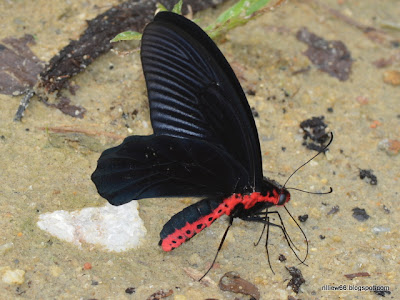 The Forested Path (and Beyond): BUTTERFLIES of RAUB: The Common Batwing ...