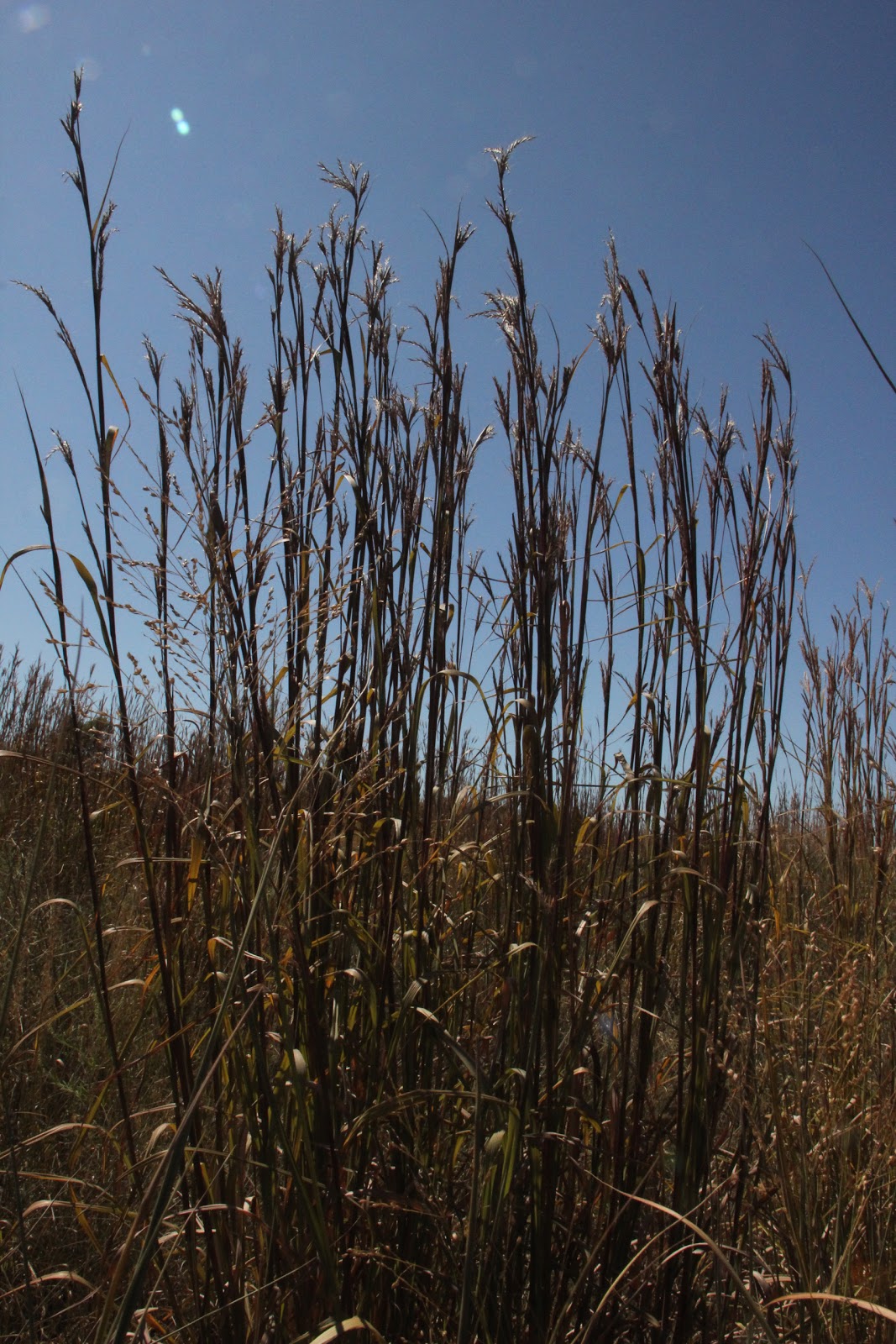 Kids, Cows and Grass: Tall grasses of the Kansas Prairie