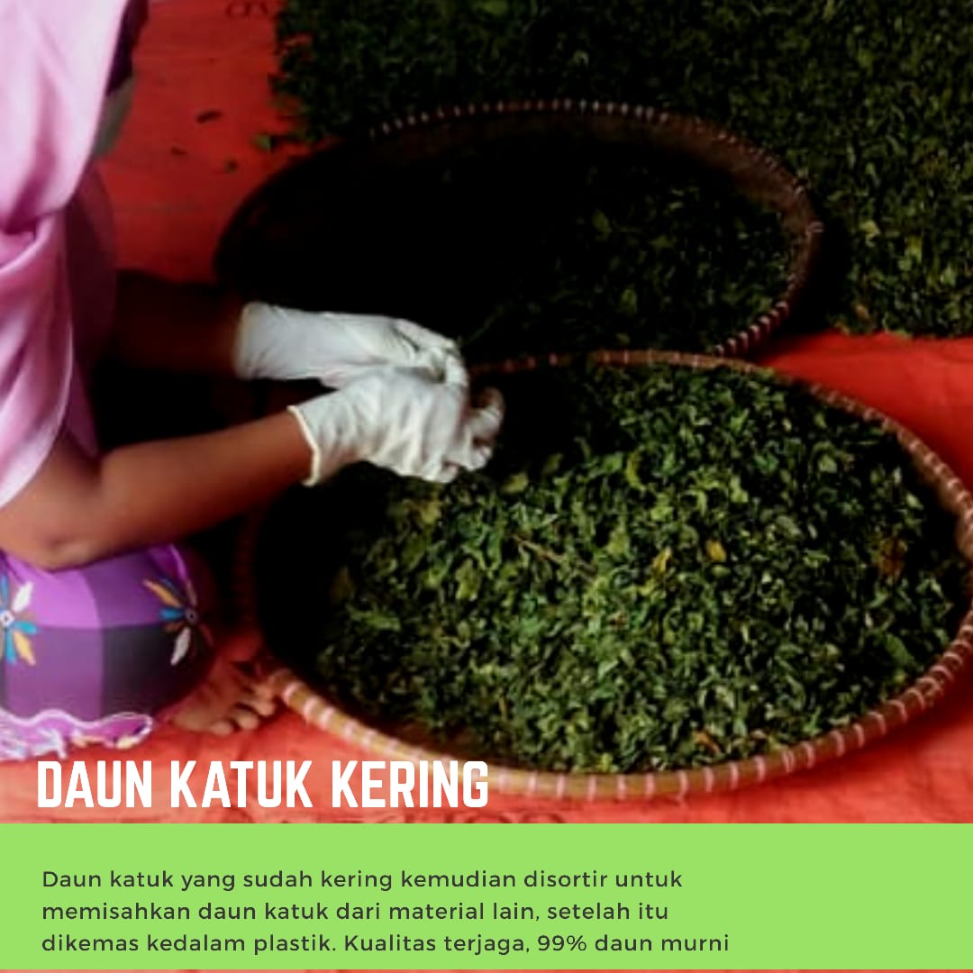 Suplier Daun Katuk (Segar/Kering) dan Bibit Katuk: Jual daun katuk kering