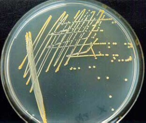 Media Pertumbuhan (Buatan) Mikrobiologi - Mydokterhewan