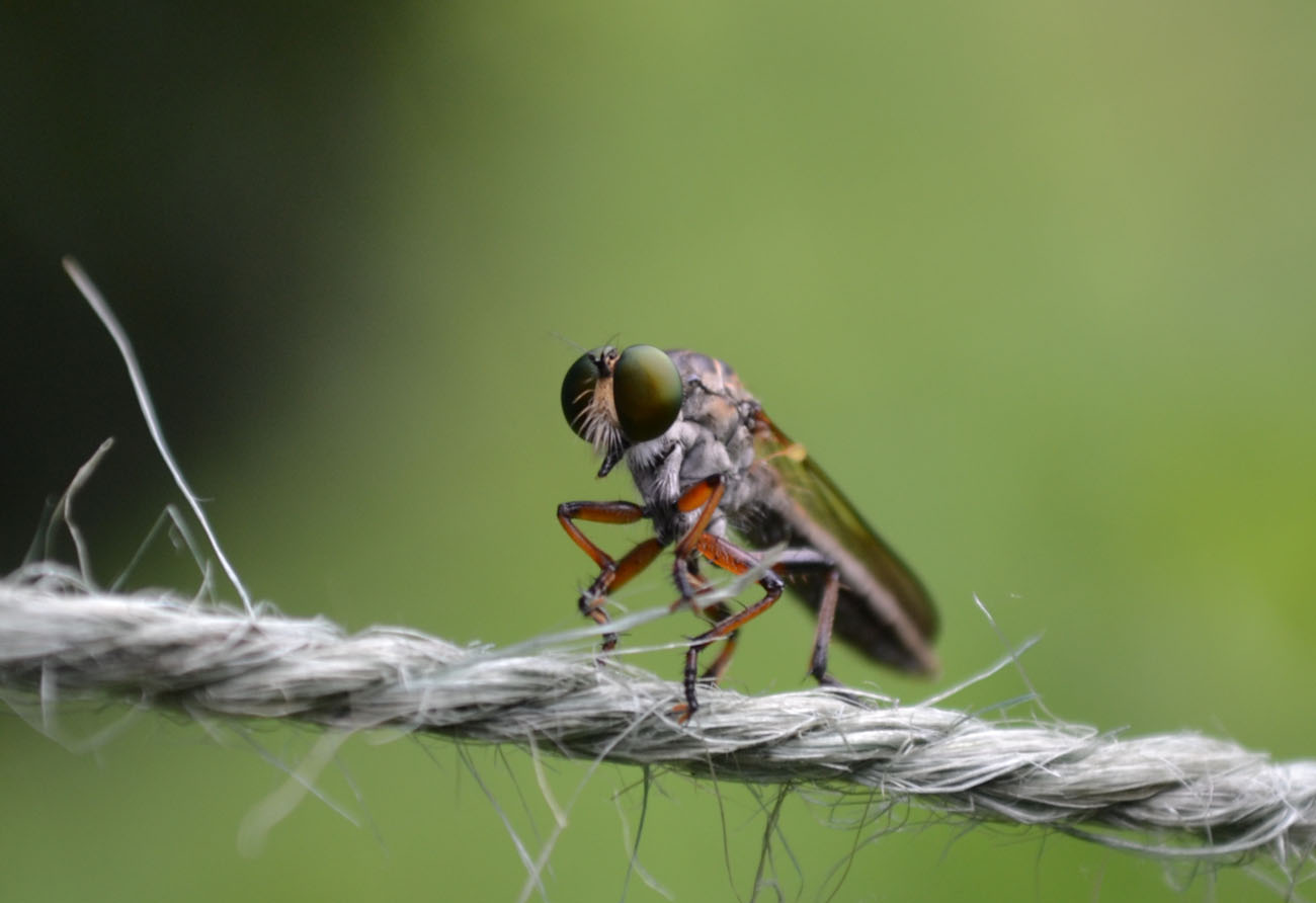 Woods Walks and Wildlife: Really Weird (and Less Weird) Bugs