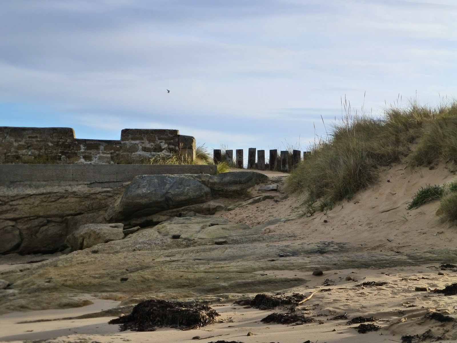 Big Gorse Bush: November - Hopeman