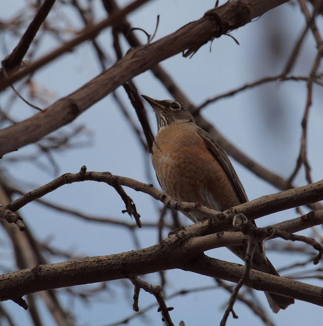Birding Is Fun!: Always be birding!
