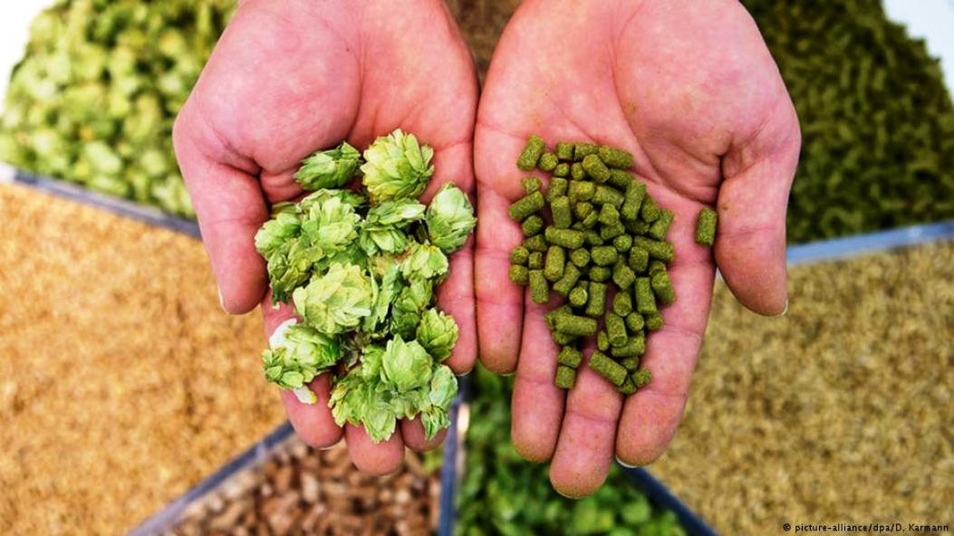 Cervezal: La Lupulina y los ácidos del Lúpulo