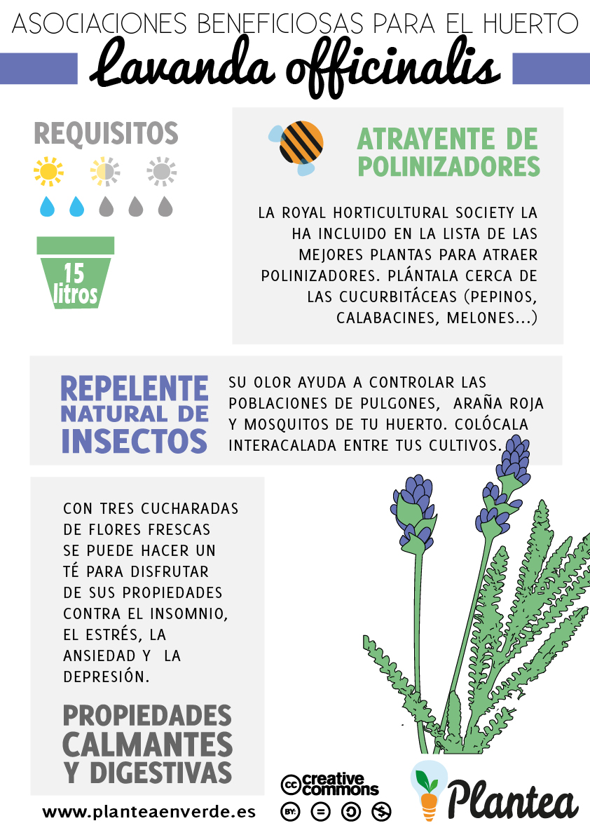 Huerta de Ciudad: Lavanda officinalis