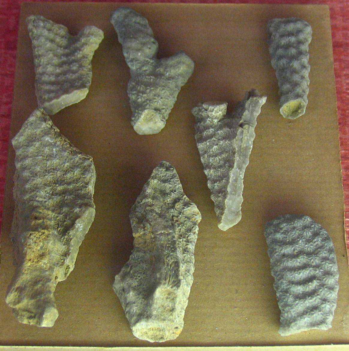 Louisville Fossils and Beyond: Constellaria constellata Bryozoan Fossil