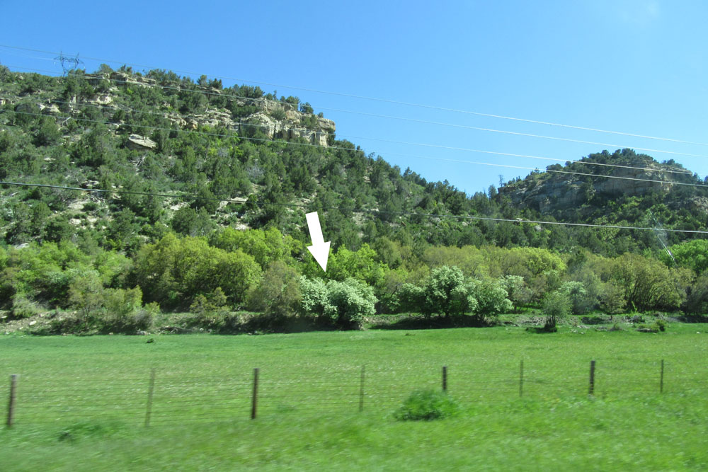 Mother Nature's Montrose Garden: Plant of the Month (June) : Western ...