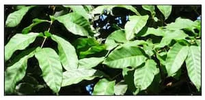 Historical and Folkloric Trivia about some Barrios of Nasugbu ...