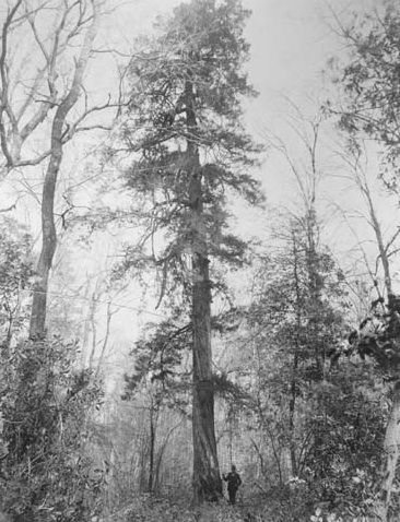 Wit's End: Where Have All the Forests Gone? Long Time Passing...Where ...