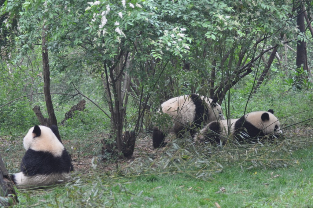 Viagem Afora: Chengdu, Província de Sichuan, China. A terra dos Pandas!!