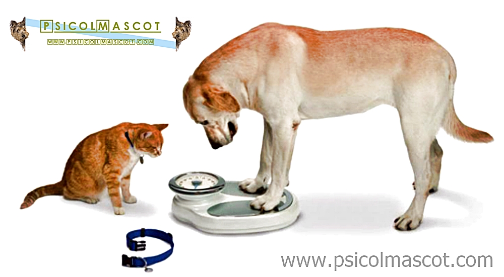 PSICOLMASCOT: ¿Está su Perro o Gato en su peso ideal?