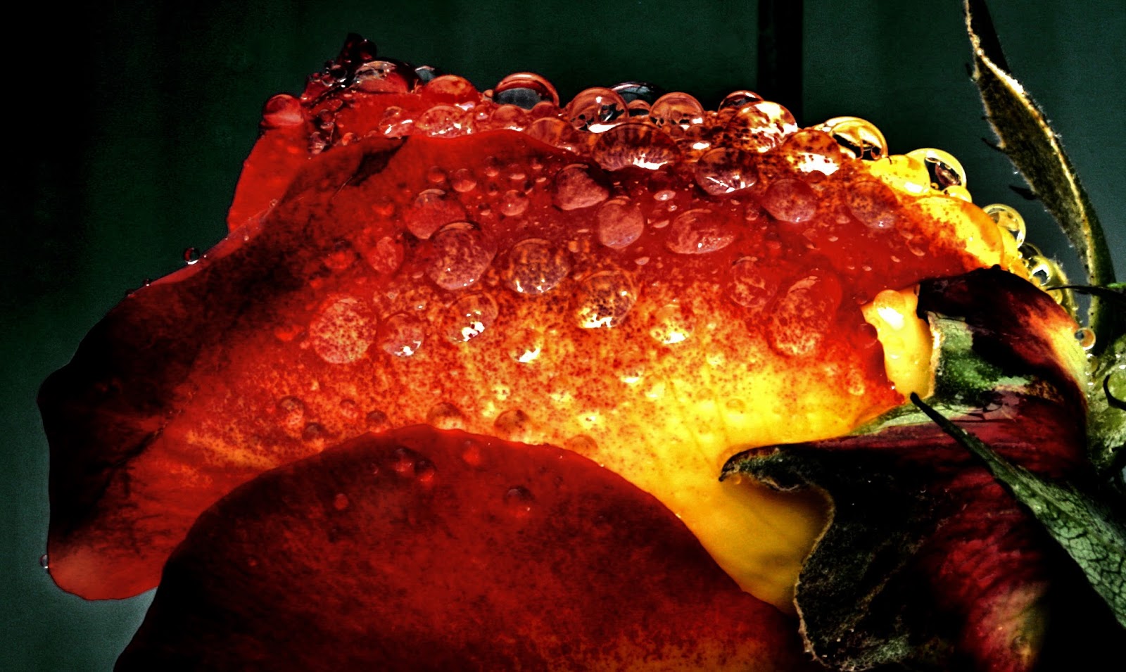 phoTALGrOphy: Flowers