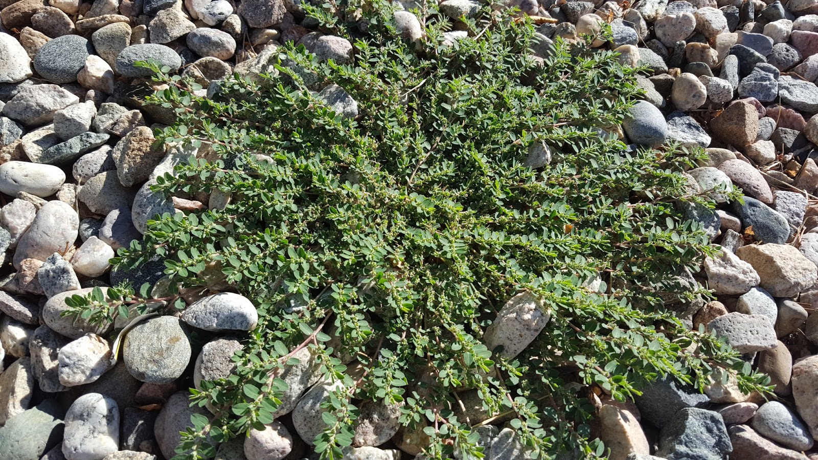 CO-Horts: The Annual Weeds of Summer