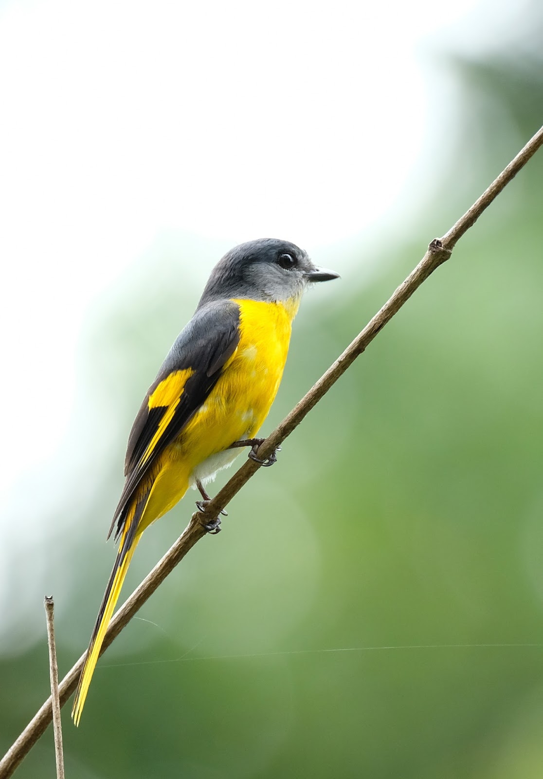 Mike is the name Birding is the game ( Birding in Malaysia - Malaysian ...