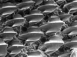 This14U: Real shark skin