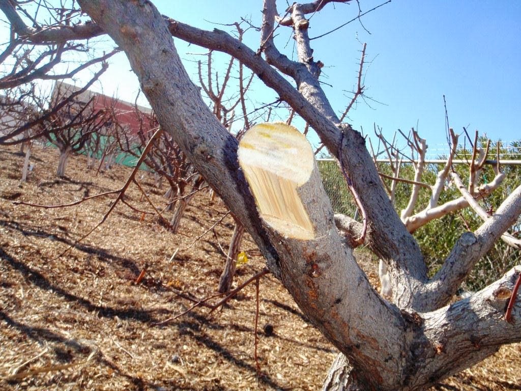 Xtremehorticulture of the Desert: Use the 1-2-3 Cut for Large Limb Removal