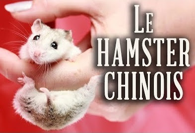 Hamster chinois : Profil de l'espèce | hamster house