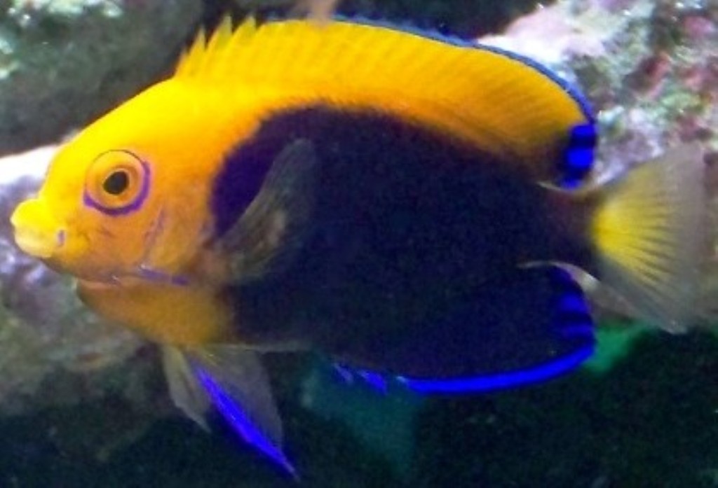 Fish Pictures: Orange-back angelfish - Centropyge acanthops