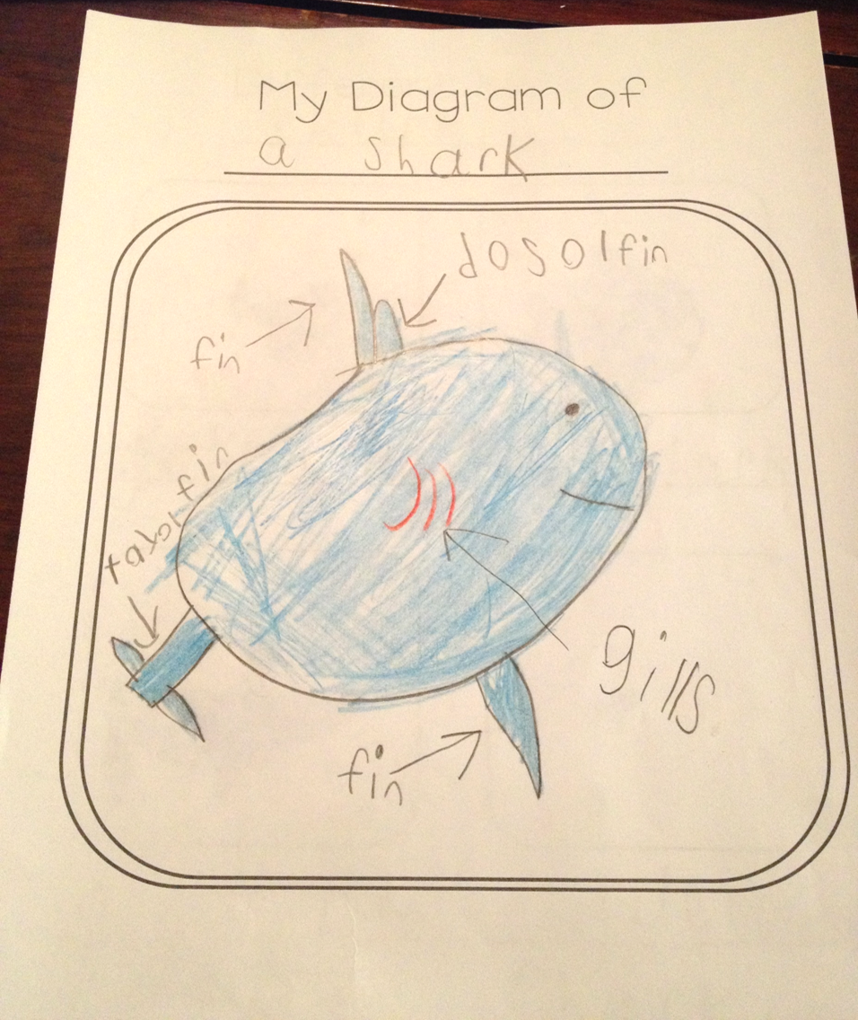 Creating An All About Book: A Beginning Research Project - Susan Jones ...