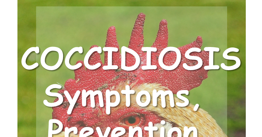 Coccidiosis: Symptoms, Prevention and Natural Cure