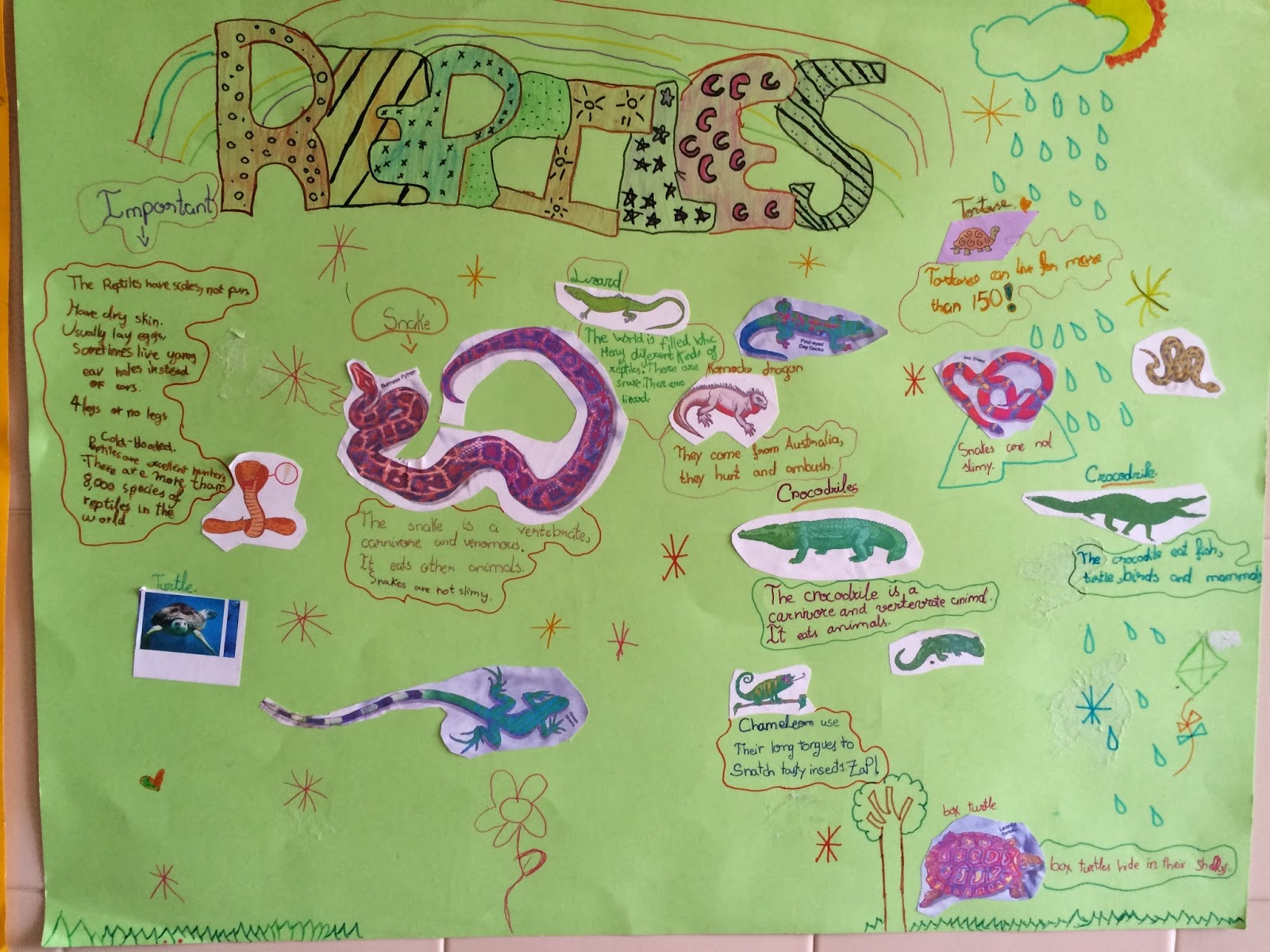 The English Cubby: Vertebrates posters