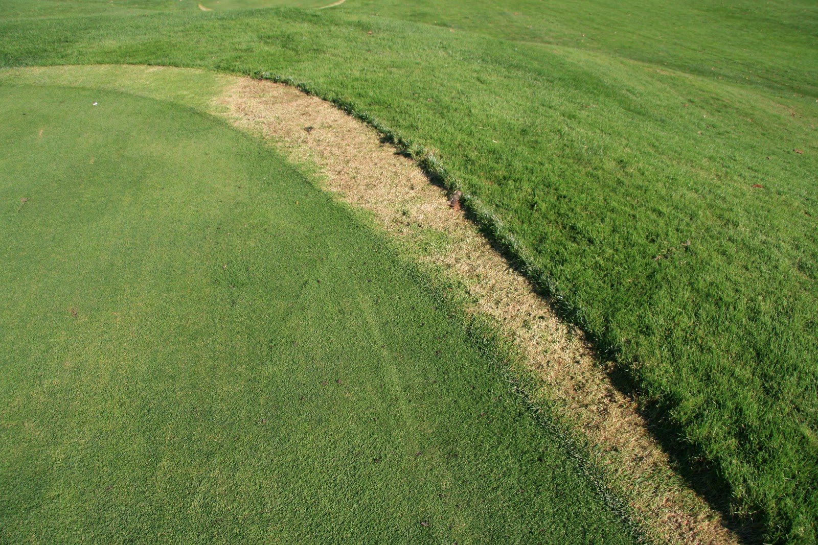 Oakland Hills Country Club - Turfgrass Maintenance: Tee Encroachment