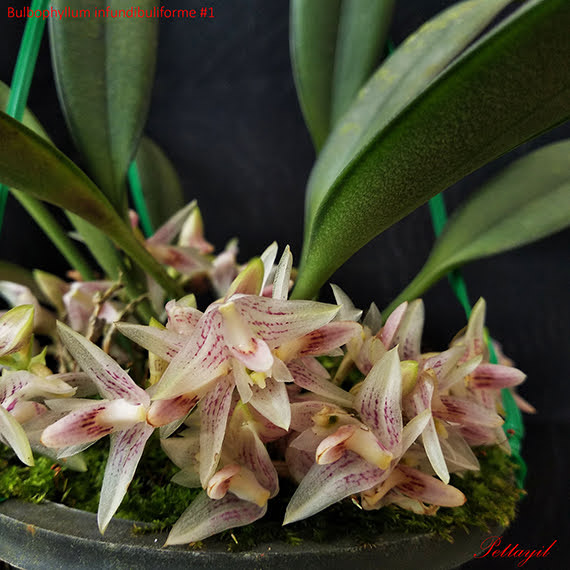 Bulbophyllum infundibuliforme J.J.Sm.