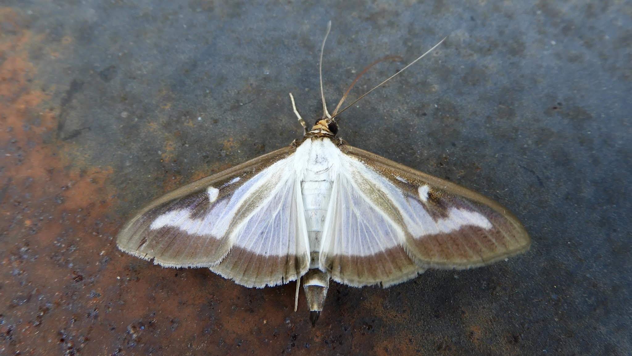 birdingexmouth: Golden-rod Pug