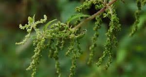 Brennesselsamen: Wirkung und Anwendung