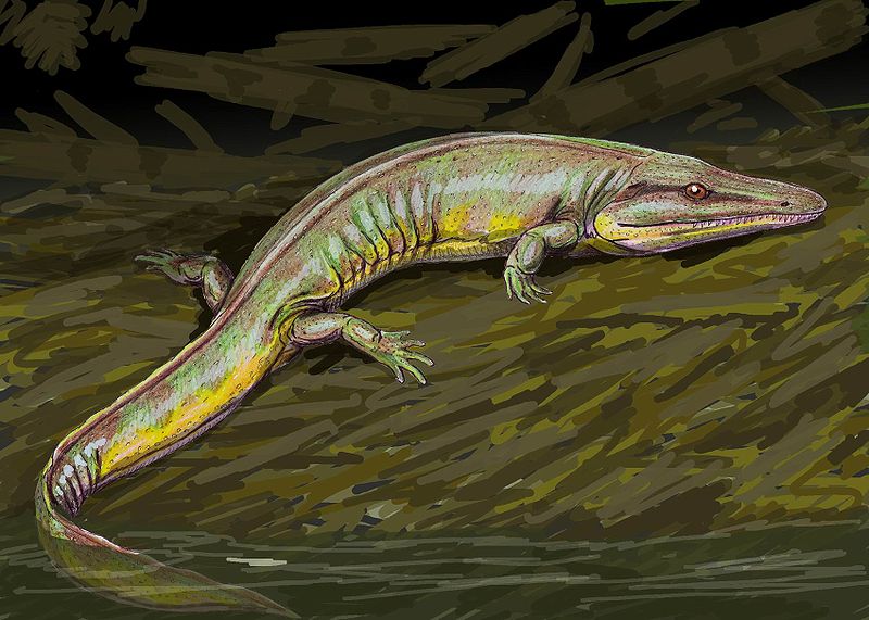 Los animales en la prehistoria: Animales prehistóricos con la letra C