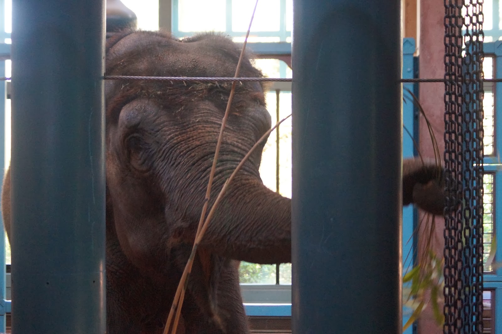 Jan's Musings: Sunday January 26 - Seattle Zoo with a chatter