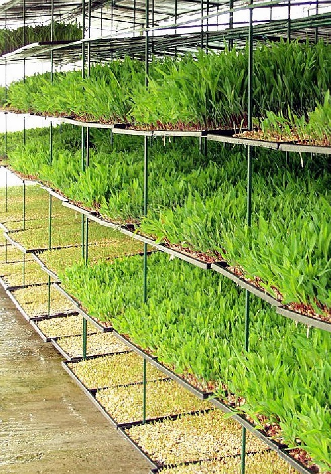 FVH Forraje Verde Hidroponico: septiembre 2015